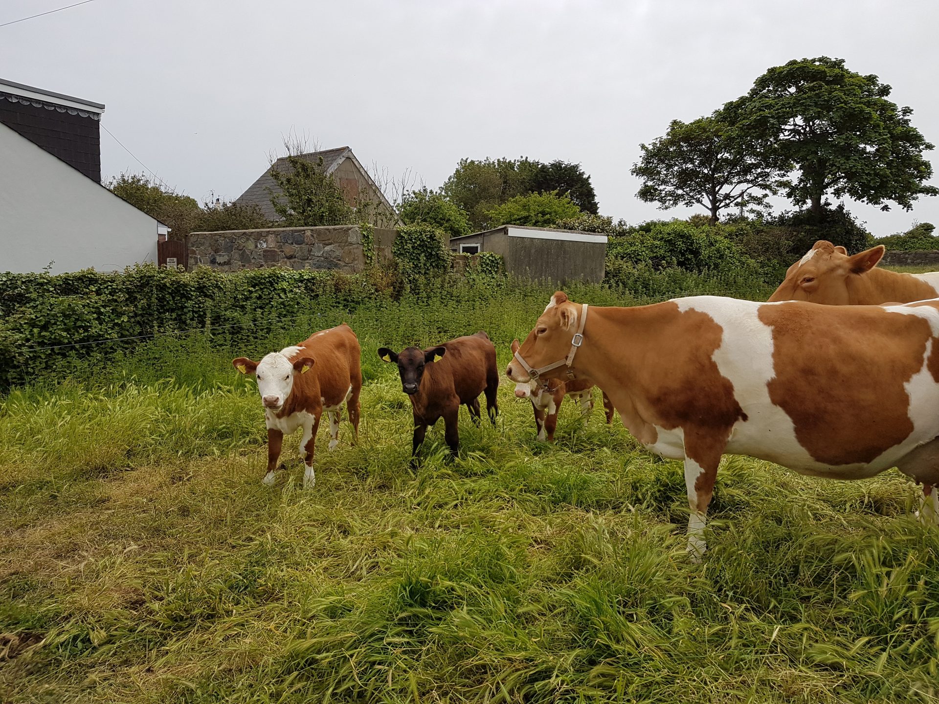 5 IDEAL REASONS GUERNSEY IS EVERY GOURMAND'S DREAM - Ideal Magazine