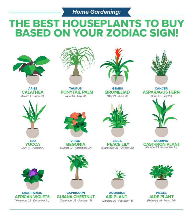 THE IDEAL GUIDE TO THE BEST HOUSEPLANTS TO BUY BASED ON YOUR ZODIAC ...