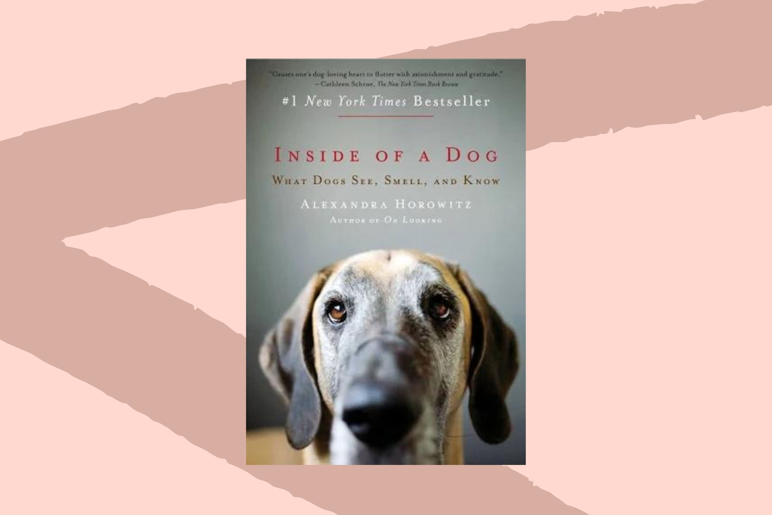 inside-a-dog - Ideal Magazine