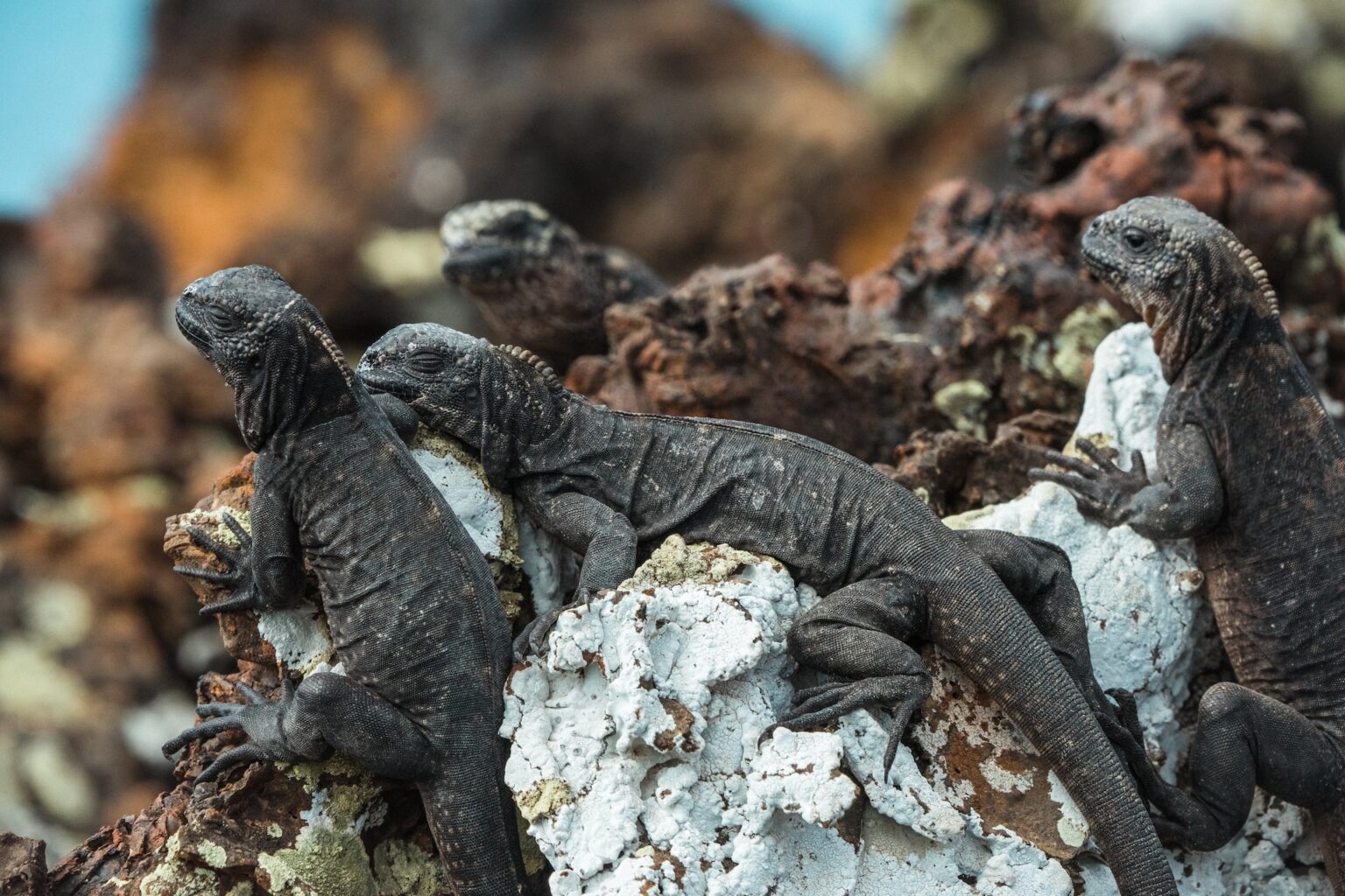5 Amazing Places To Photograph Wildlife In The Galapagos Islands ...