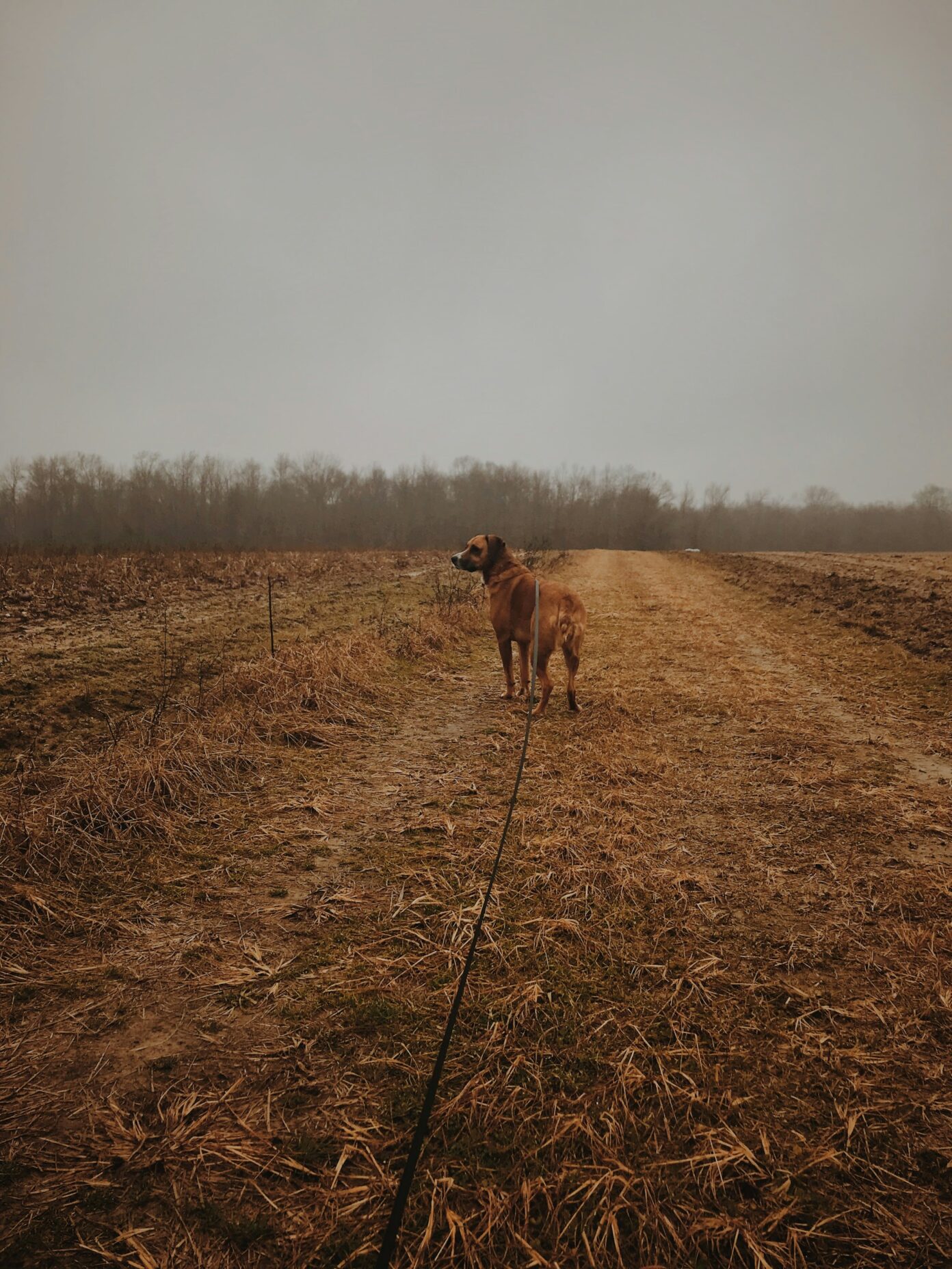 Paws On Paths: The UK's Best Dog-Friendly Hiking Adventures - Ideal ...