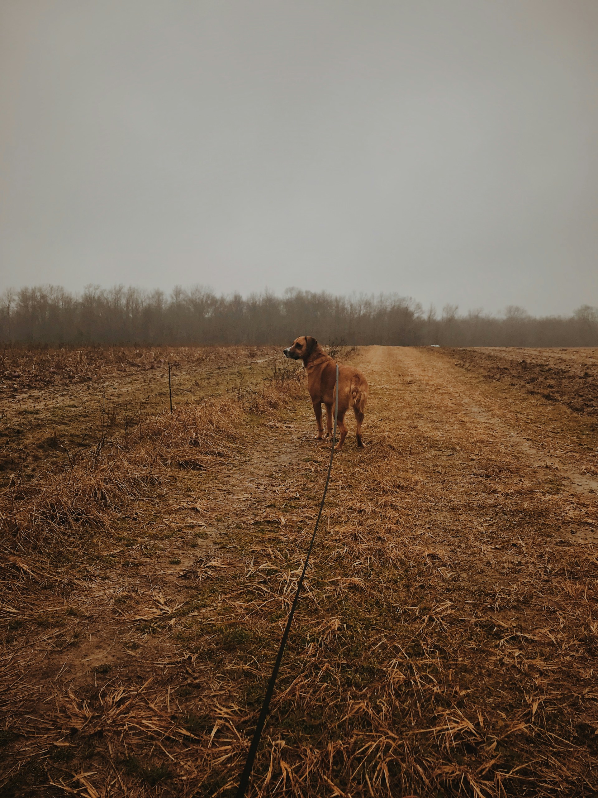 Paws On Paths: The UK's Best Dog-Friendly Hiking Adventures - Ideal ...