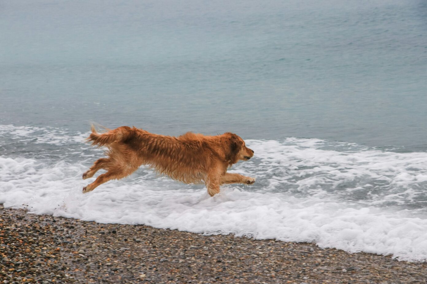 Paws On Paths: The UK's Best Dog-Friendly Hiking Adventures - Ideal ...